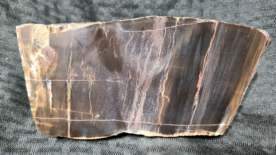 Petrified Wood Polished Half Log From Circle Cliffs, Utah - Etsy