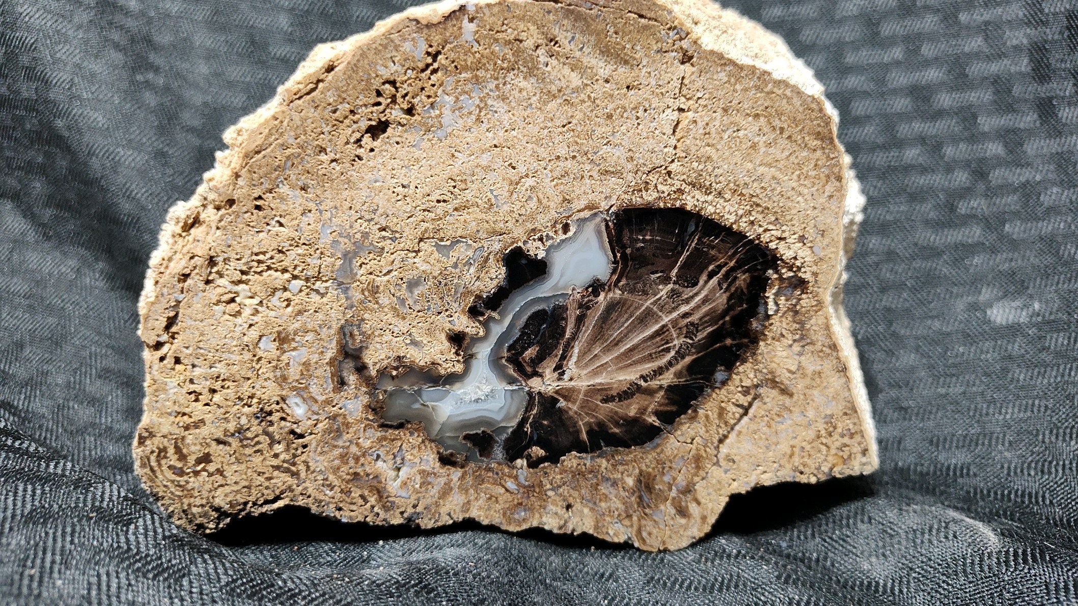 Eden Valley Log From the Green River Formation in Western Wyoming - Etsy