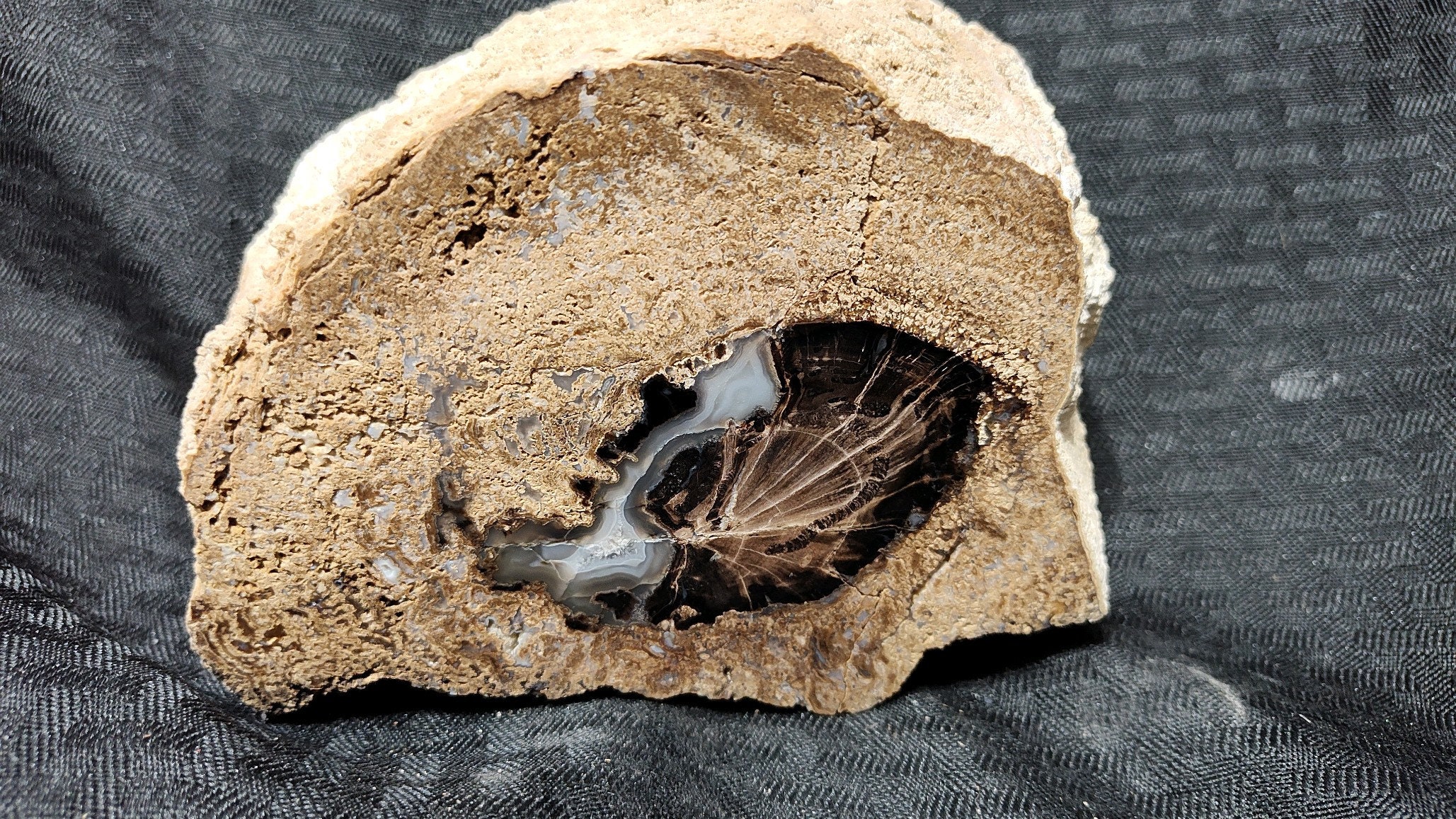 Eden Valley Log From the Green River Formation in Western Wyoming - Etsy