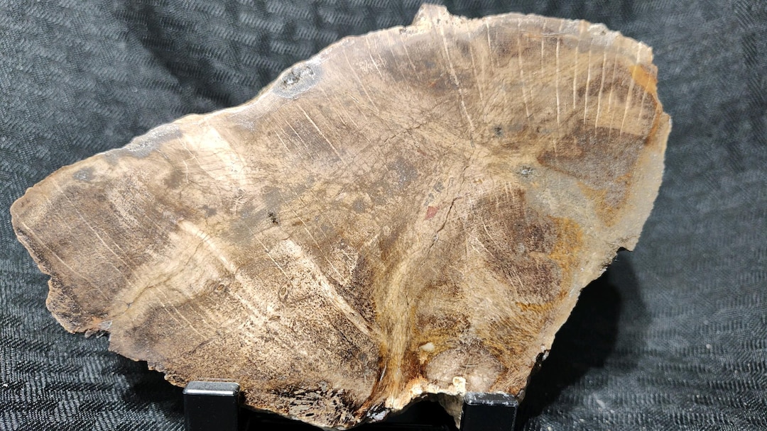 Tan Oak Petrified Wood Polished Slab From Gerlach Nevada - Etsy