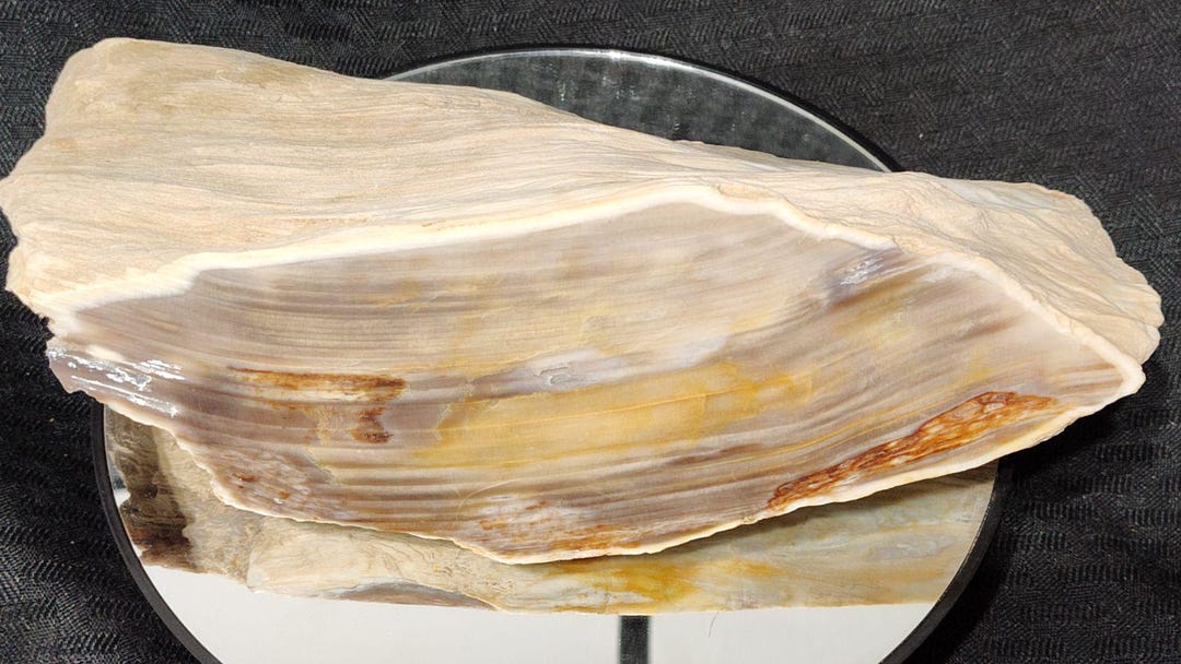 Petrified Driftwood Polished Log From John Day Oregon - Etsy