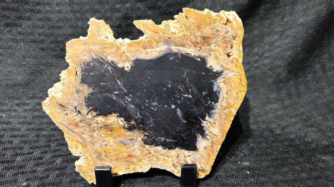 Indonesian Petrified Palm Tree Wood Polished Slab - Etsy