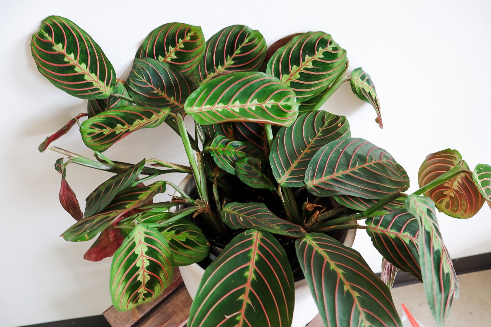 Maranta Red Calathea 'prayer Plant' - Etsy