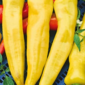 Hungarian Wax Hot Pepper Heirloom, Open Pollinated, Non-gmo Seeds - Etsy