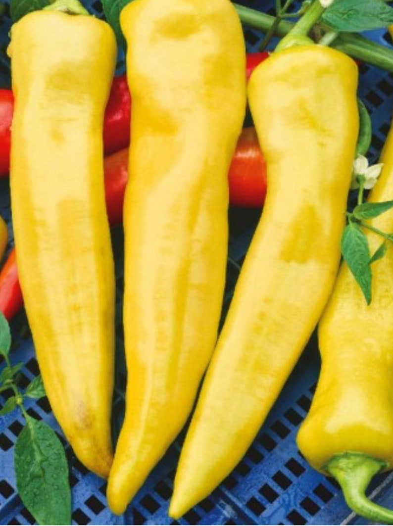Hungarian Wax Hot Pepper Heirloom, Open Pollinated, Non-gmo Seeds - Etsy