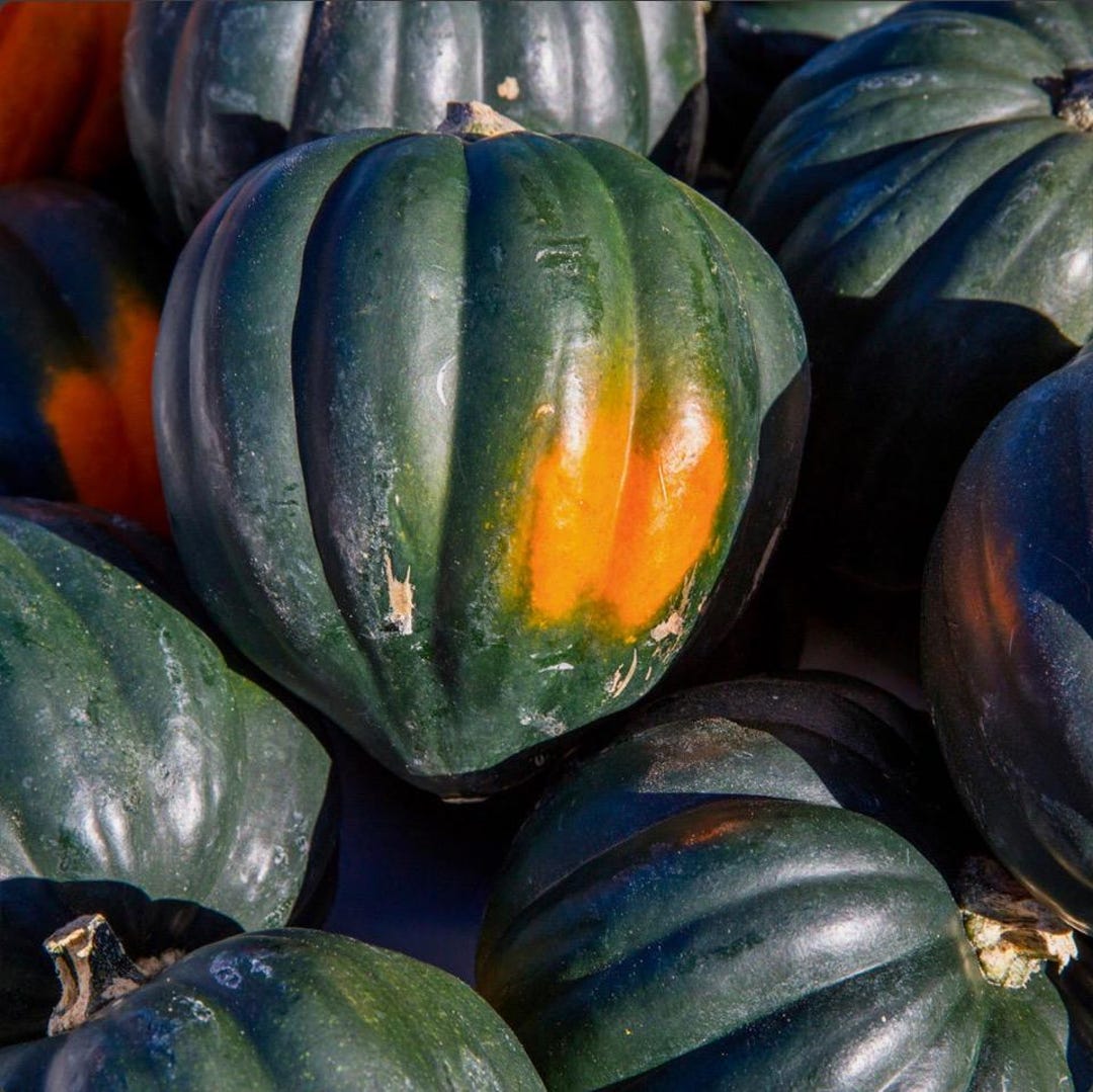 Table Queen Acorn Squash Heirloom, Open Pollinated, Non-gmo Seeds - Etsy