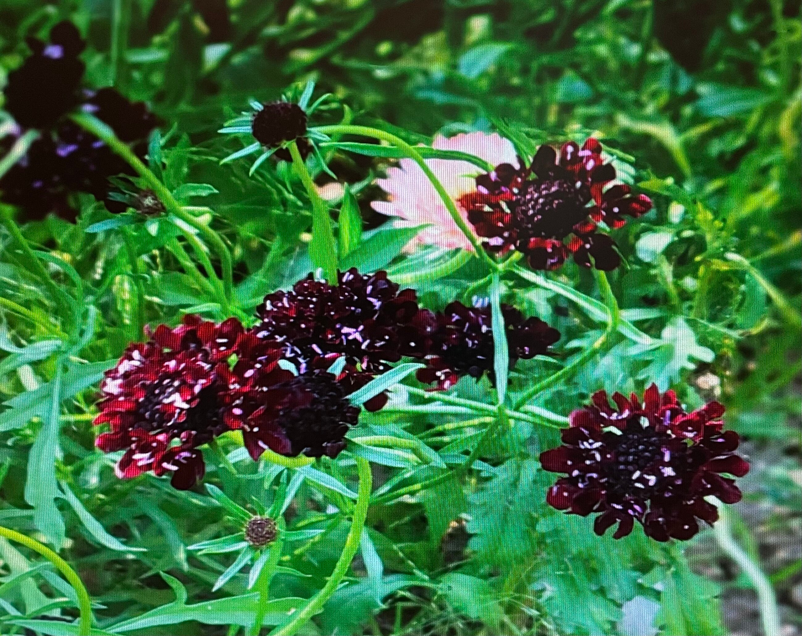 Scabiosa Black Knight Pincushion Flower Seeds - Etsy