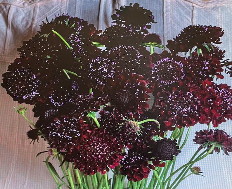 Scabiosa Black Beauty Pincushion Flower Seeds - Etsy