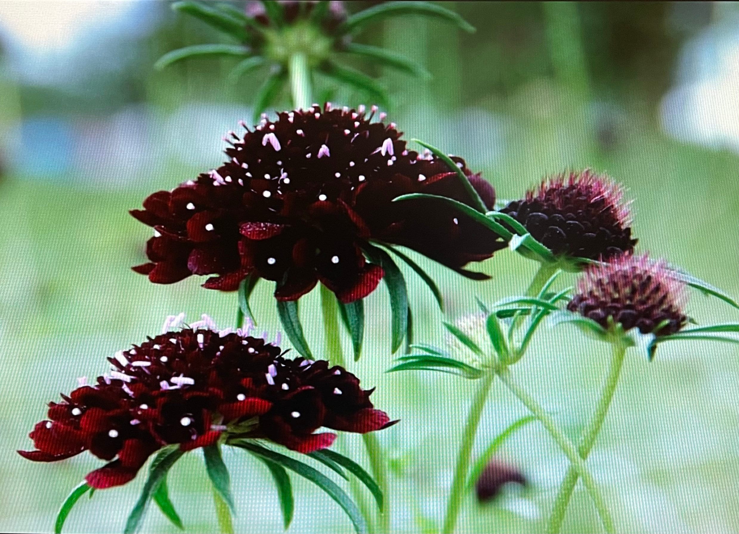 Scabiosa Black Beauty Pincushion Flower Seeds - Etsy