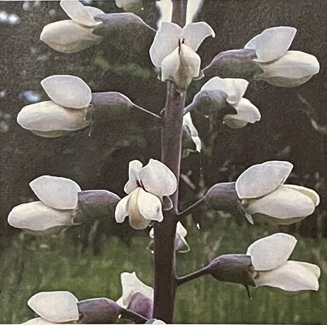 White Wild Indigo Open Pollinated, Non-gmo, Hand Harvested Seeds - Etsy