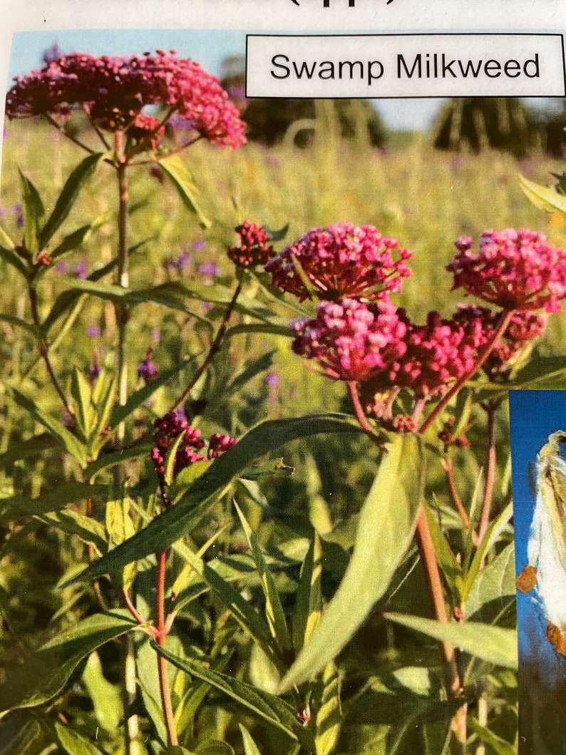 Swamp Milkweed Seeds. Native Plant With Pink Flowers to Attract ...