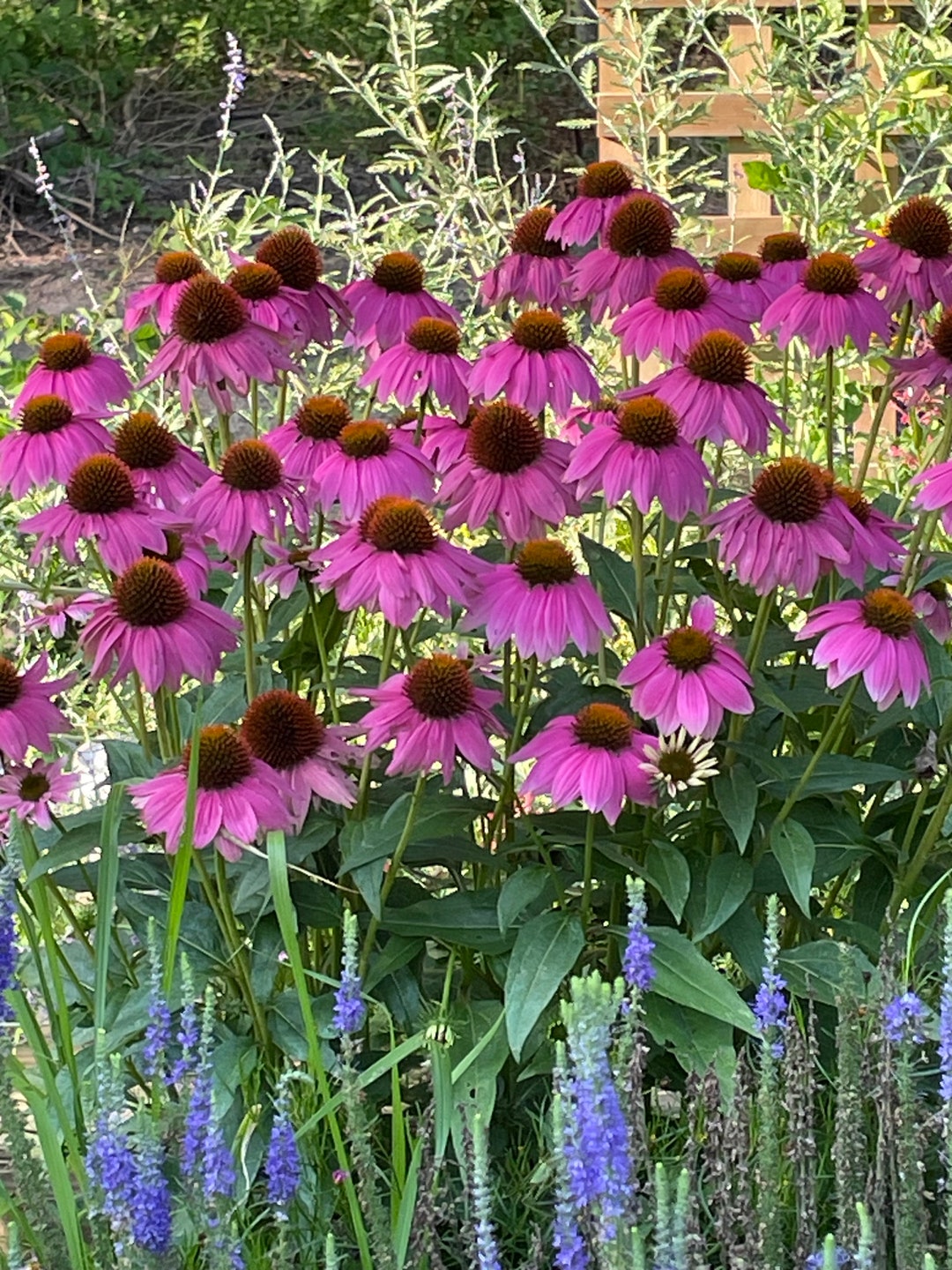 Purple Coneflower Seeds. Native Plant With Purple Flowers to Attract ...