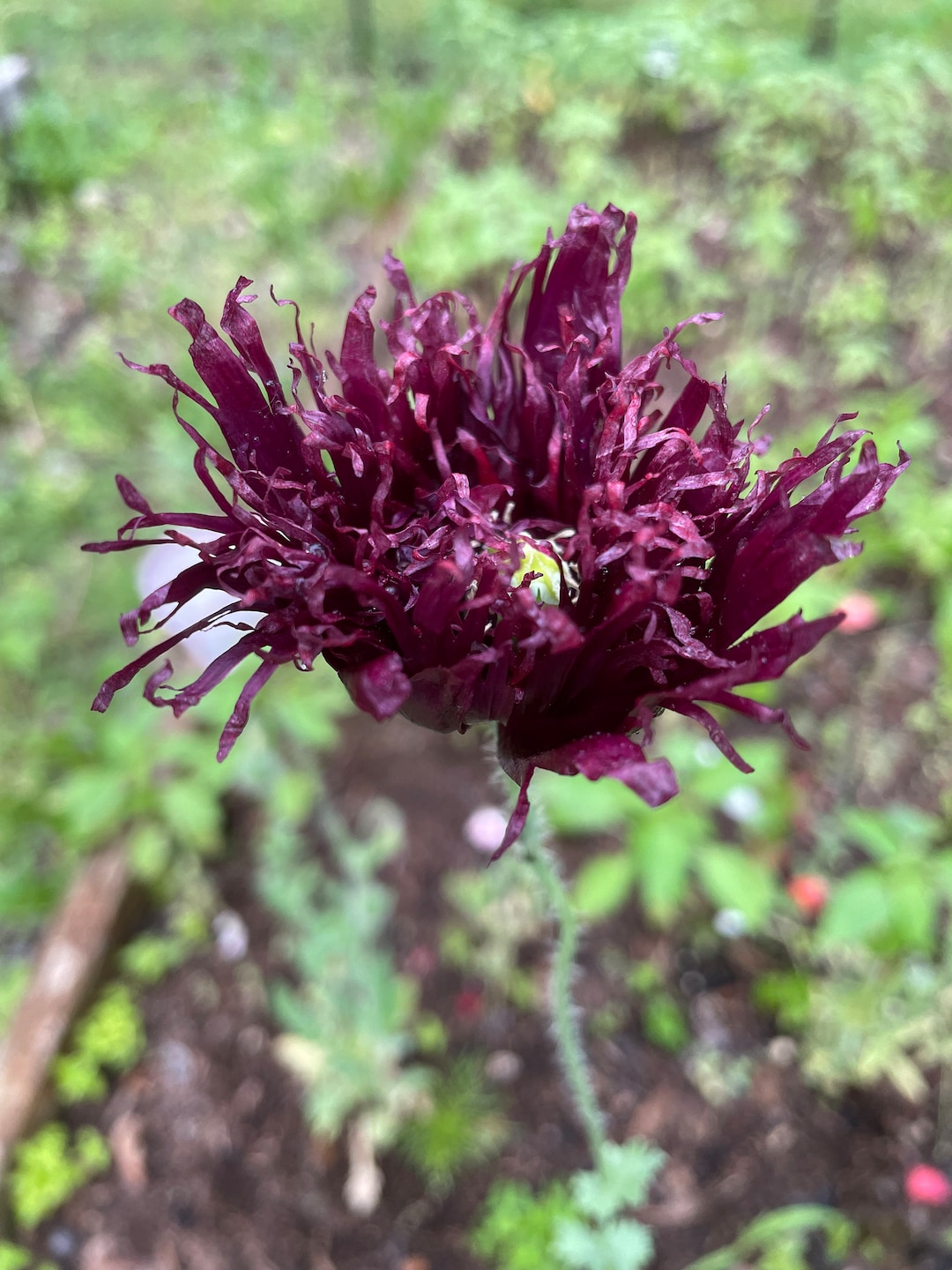 Black Swan Poppy Open Pollinated, Non-gmo, Hand Harvested Seeds. - Etsy
