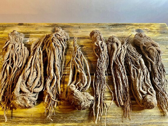 Whole Master Root masterroots Spirituality/ Curio / Hoodoo/ - Etsy
