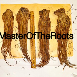 Whole Master Root -(masterroots) Spirituality/ Curio / Hoodoo/ Wiccan ...
