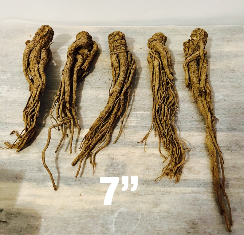 Whole Master Root masterroots Spirituality/ Curio / Hoodoo/ - Etsy