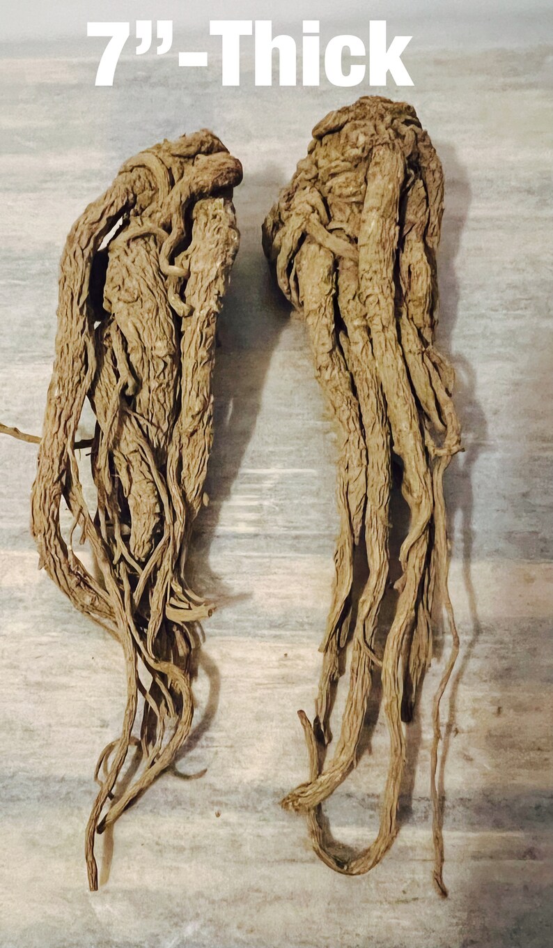 Whole Master Root masterroots Spirituality/ Curio / Hoodoo/ - Etsy