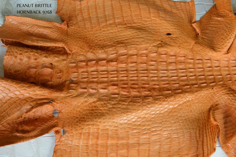 Genuine Wild Caught Alligator Leather Hide - Etsy