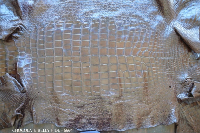 Genuine Wild Caught Alligator Leather Hide - Etsy