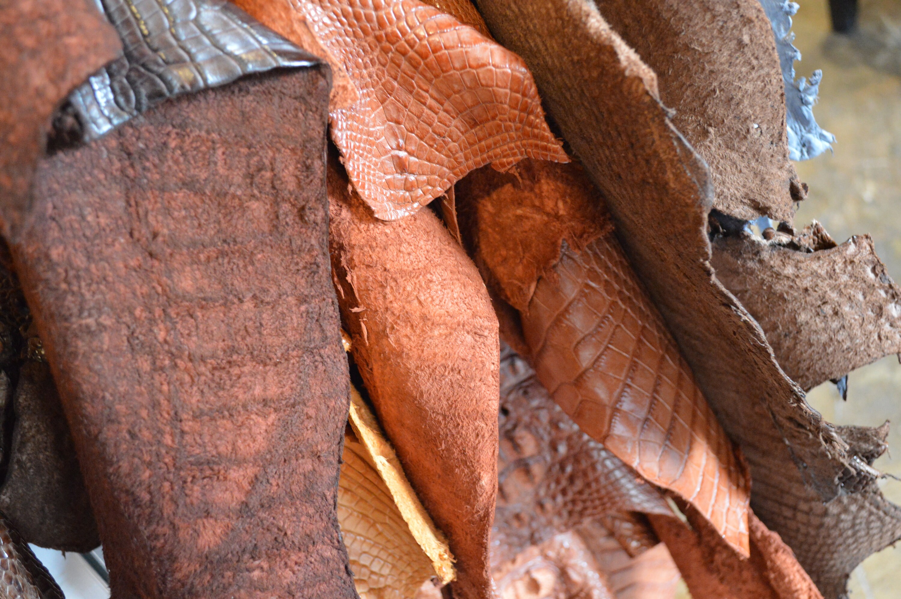 Genuine Wild Caught Alligator Leather Hide - Etsy