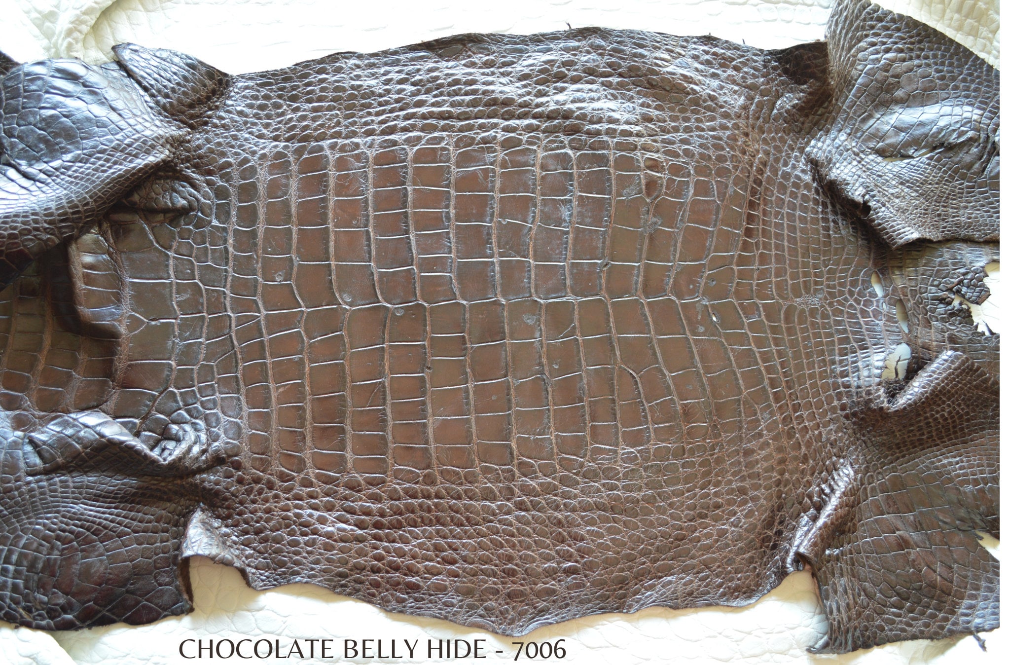 Genuine Wild Caught Alligator Leather Hide - Etsy