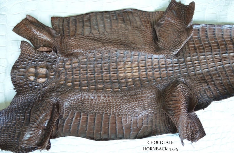 Genuine Wild Caught Alligator Leather Hide - Etsy