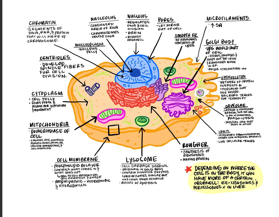 Cell Biology - Etsy