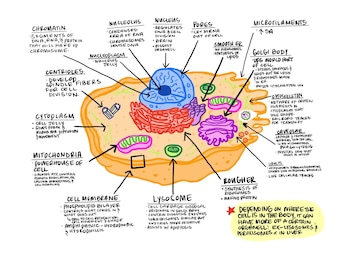 The Animal Cell and Organelles A4 Poster A-level Biology - Etsy