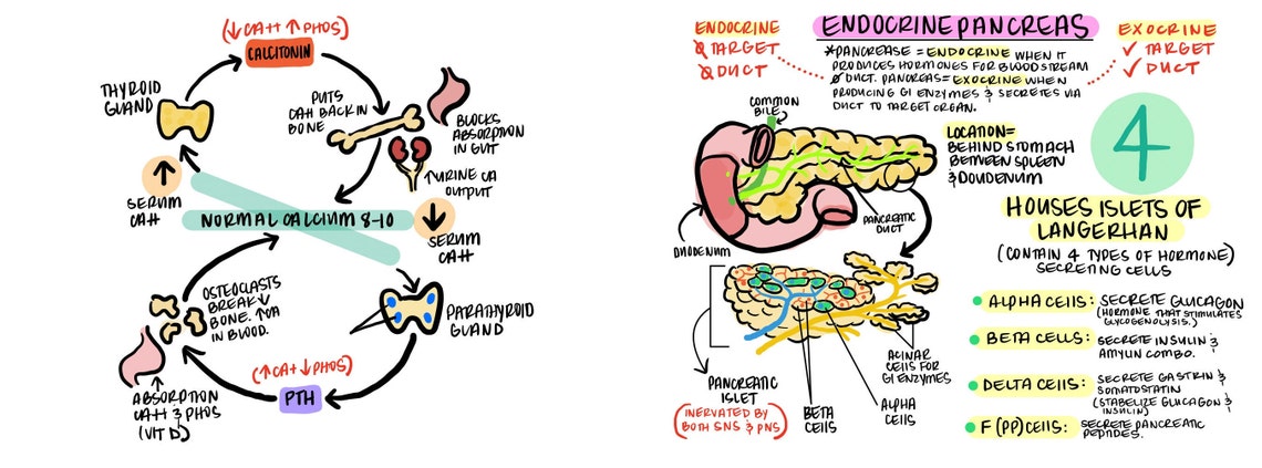 Alterations of Endocrine System - Etsy