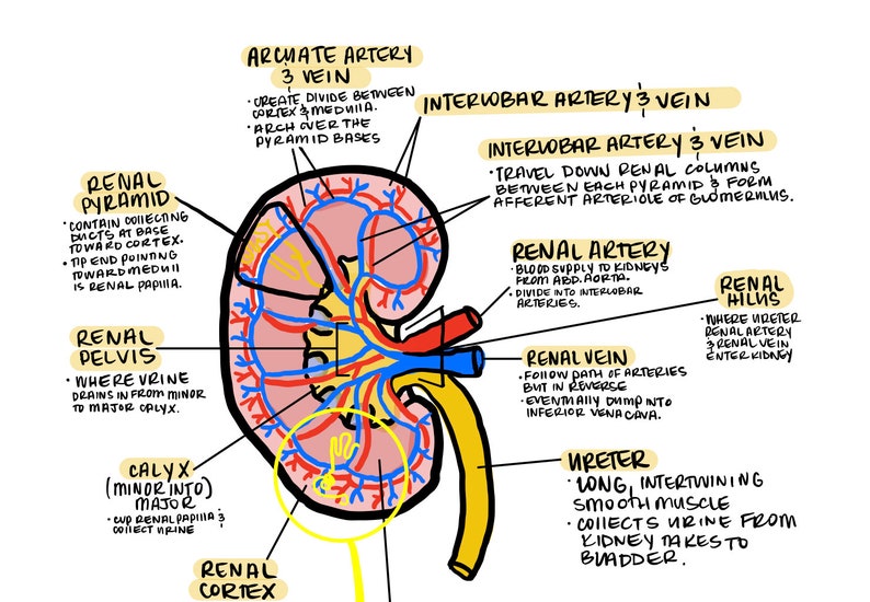 Kidney Structure Review - Etsy
