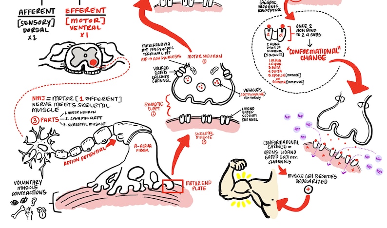 Neuromuscular Junction & Muscle Contraction - Etsy