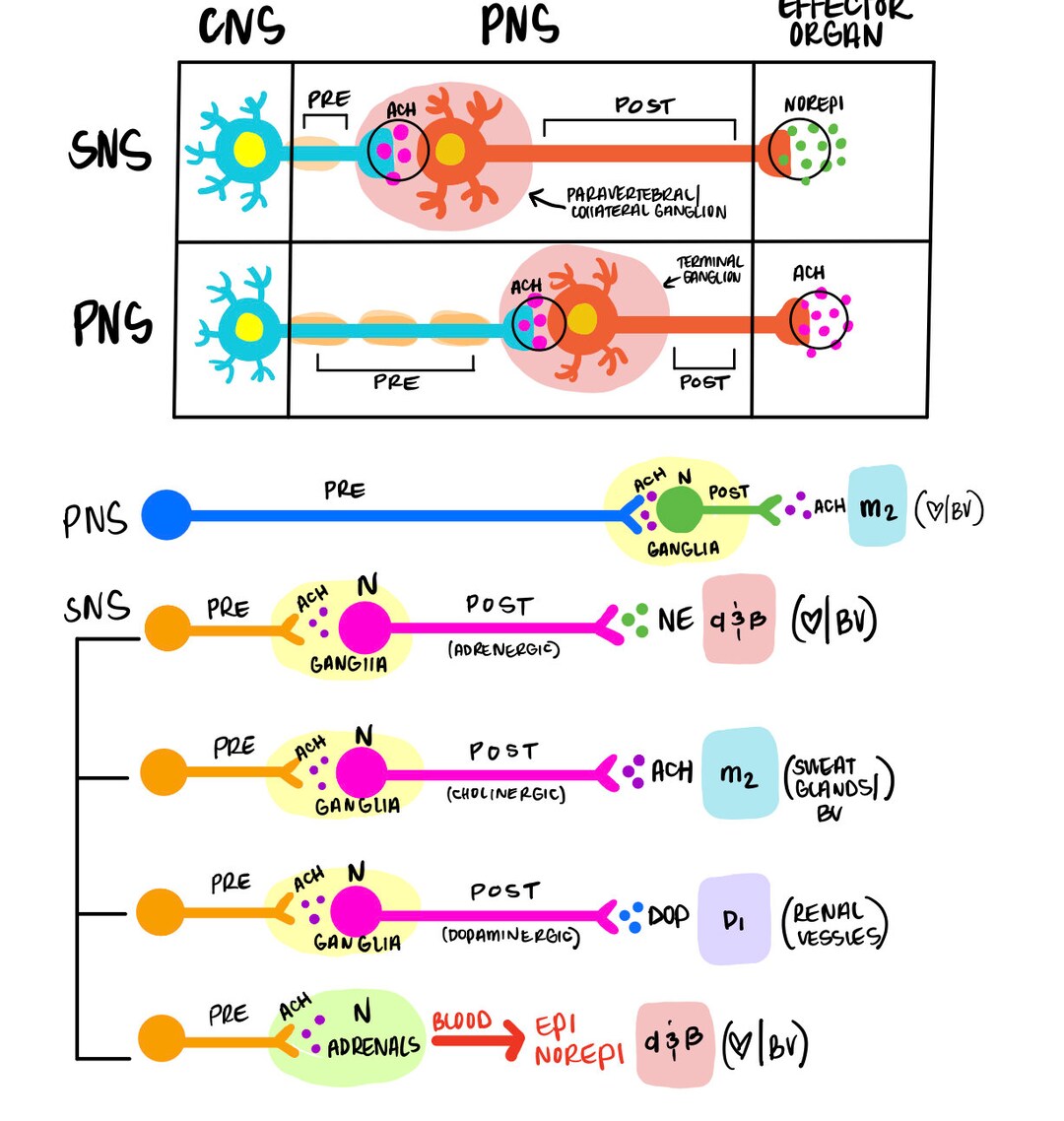 Autonomic Nervous System Review - Etsy