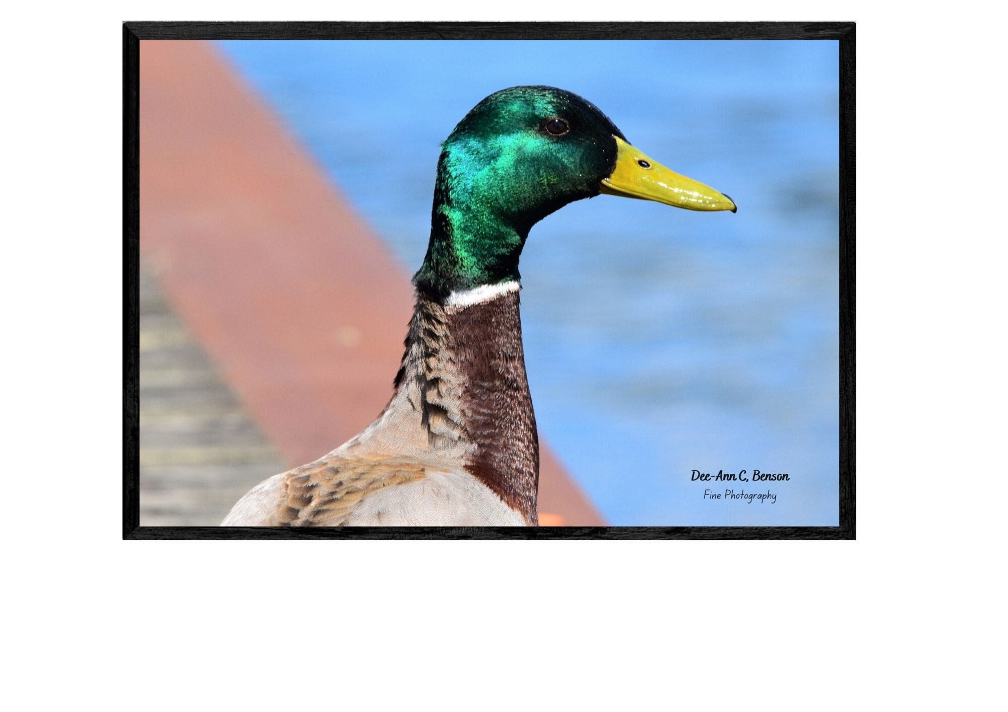 Mallard Duck Print, Nursery Wall Art, Modern Minimalist Home Decor Cute ...