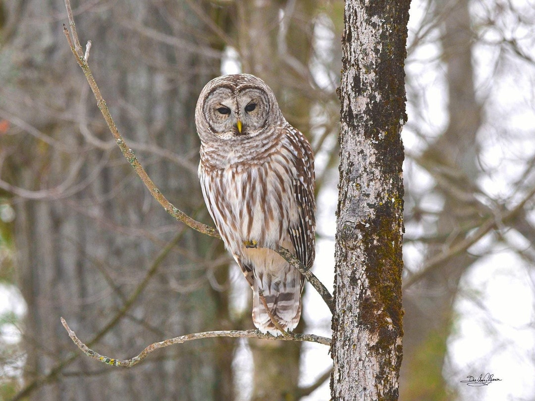 Barred Owls Beautiful Owls Birds Photography Nature Lover , - Etsy