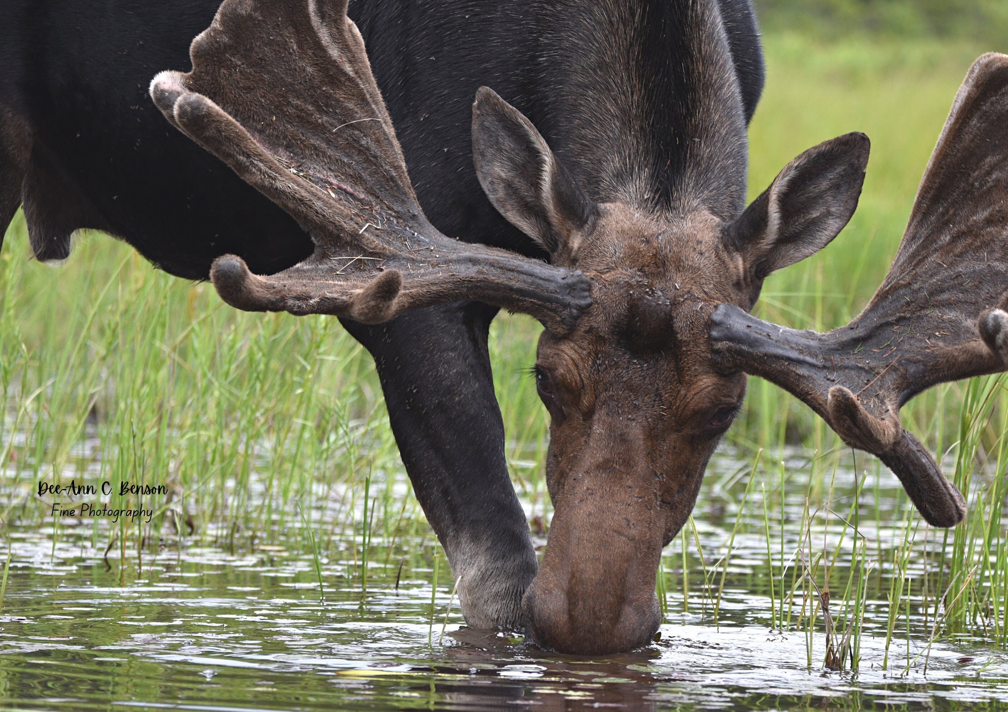 Bull Moose Drinking Water, Fine Art Print - Etsy