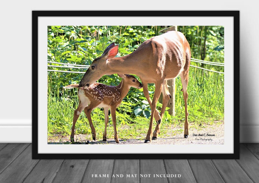 Doe Deer and New Born Fawn With White Spots - Etsy