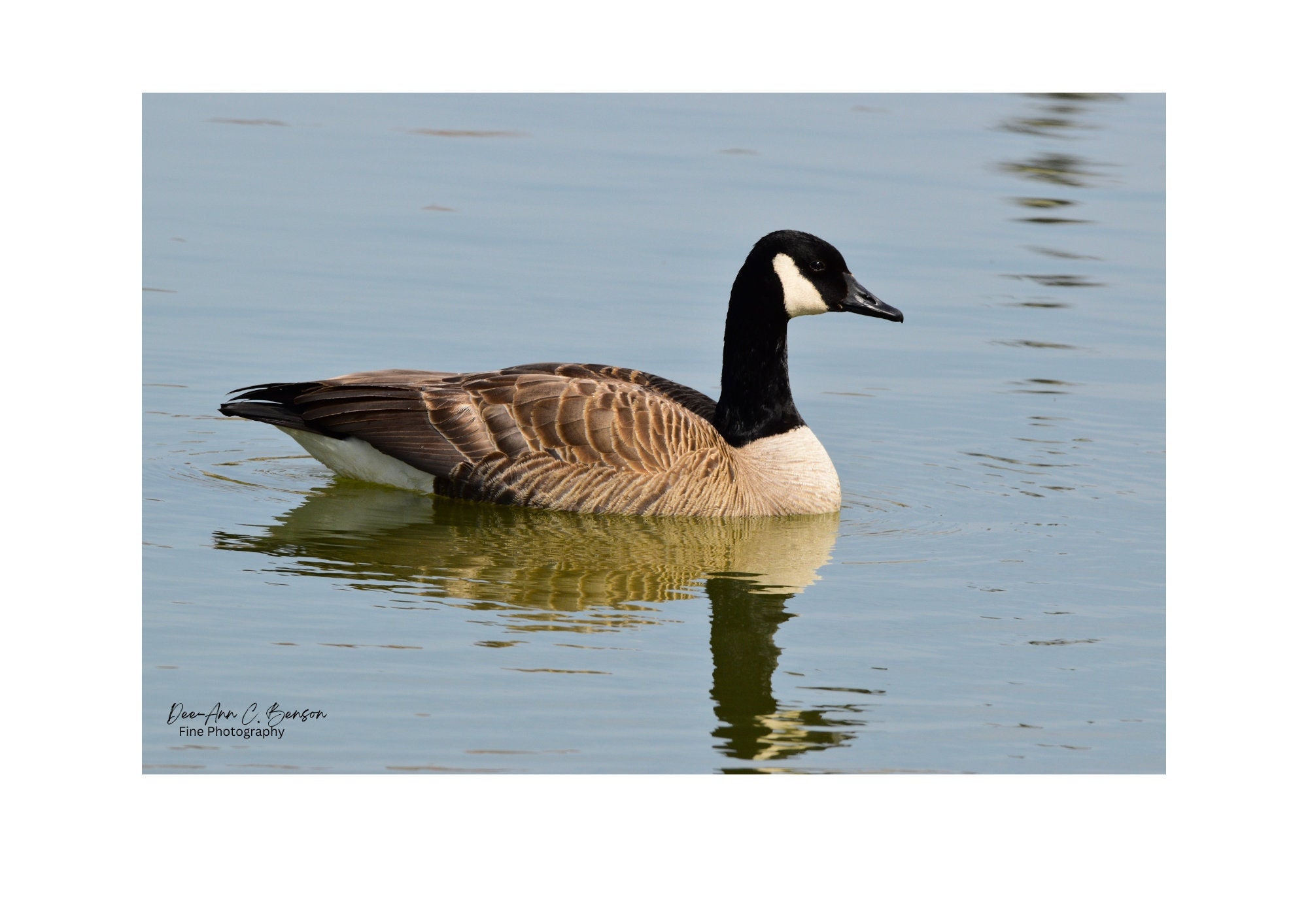 Canada Goose Print Goose in Water Beautiful Large Birds Wildlife ...