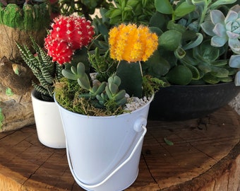 Cactus Arrangement - Etsy