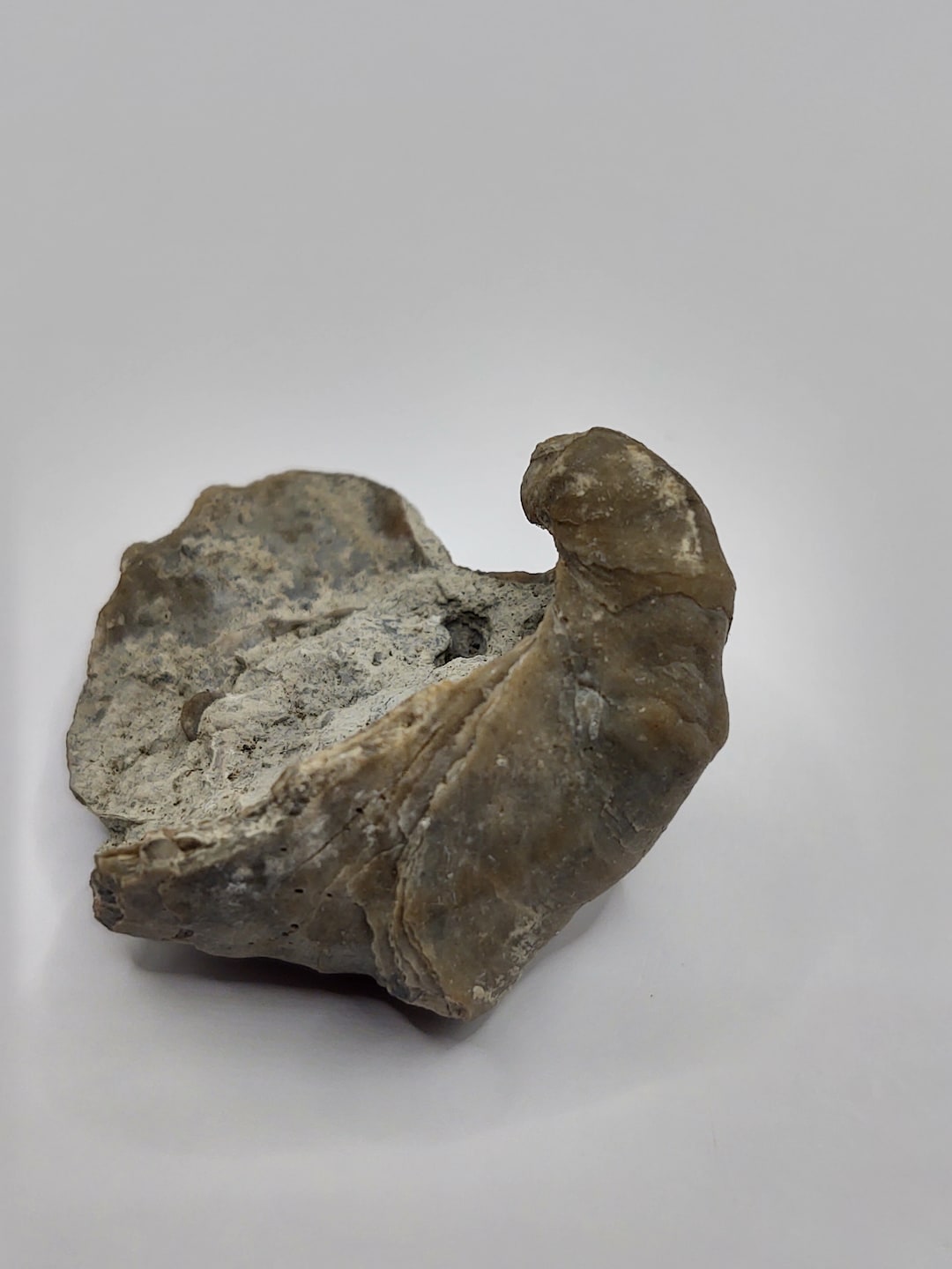 Devil's Toenail - Gryphaea - Etsy