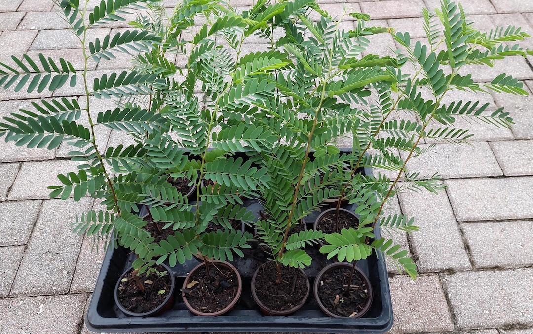 Tamarind (tamarindus Indica, Tamarindo) Beautiful & Healthy Live ...