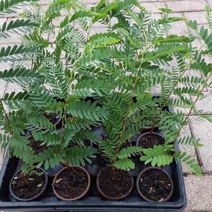 Tamarind (tamarindus Indica, Tamarindo) Beautiful & Healthy Live ...