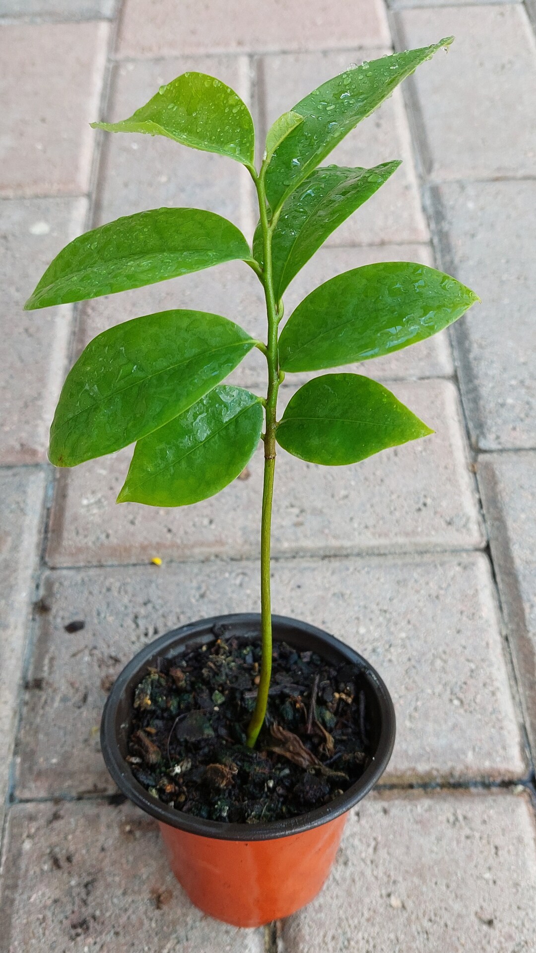 Annona Muricata, Graviola, Soursop, Guanabana Live Seedling/plant/tree ...