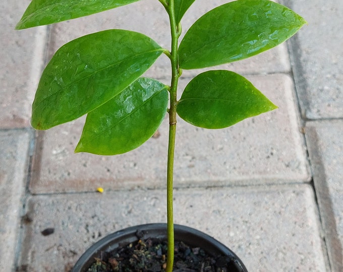 Annona Muricata, Graviola, Soursop, Guanabana Live Seedling/plant/tree ...