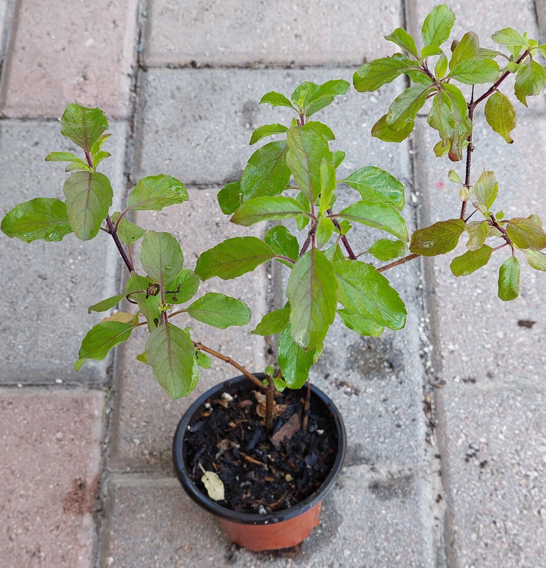 A Purple Stem Holy Basil Krishna Tulsi, Ocimum Tenuiflorum, Tulsi Live ...