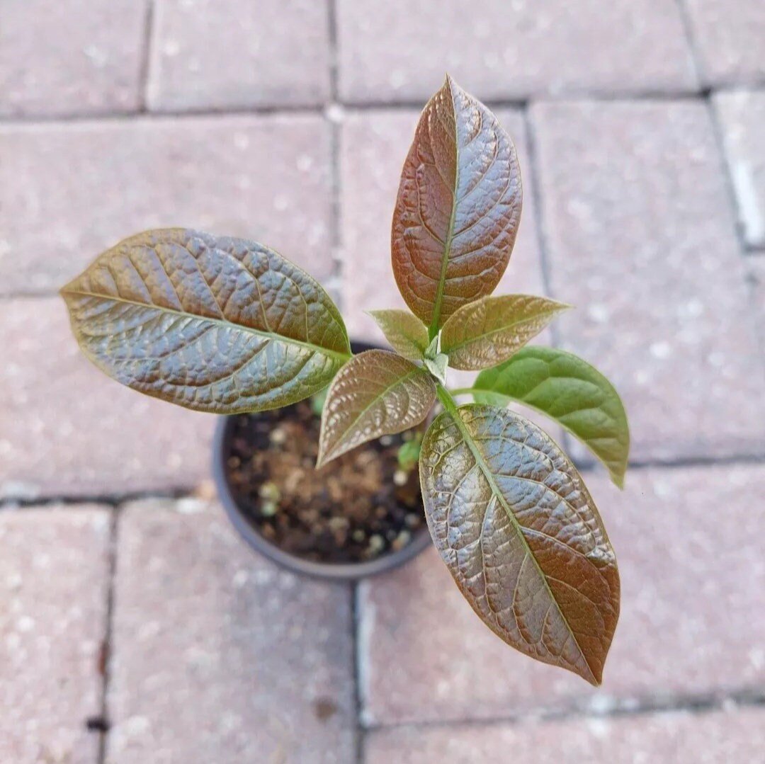 Hass Avocado Live Seedling Tree in a Pot, Grown & Ships From Florida - Etsy
