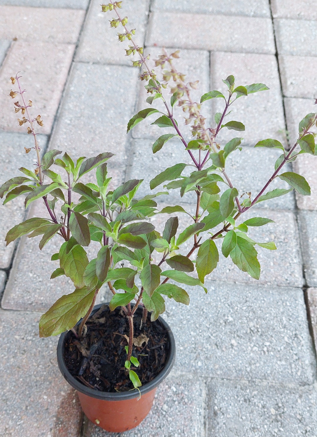 Three 3 Purple Stem Holy Basil Krishna Tulsi, Ocimum Tenuiflorum, Tulsi ...