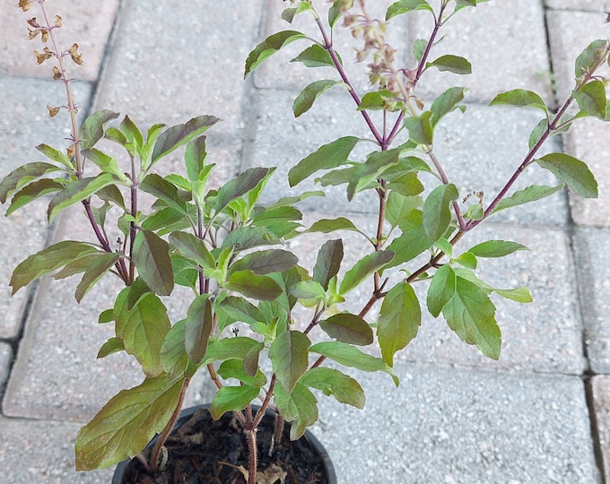 Three (3) Purple Stem Holy Basil ( Krishna Tulsi, Ocimum Tenuiflorum ...