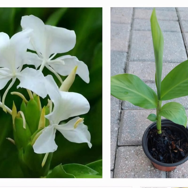 White Lily Fragrant - Etsy