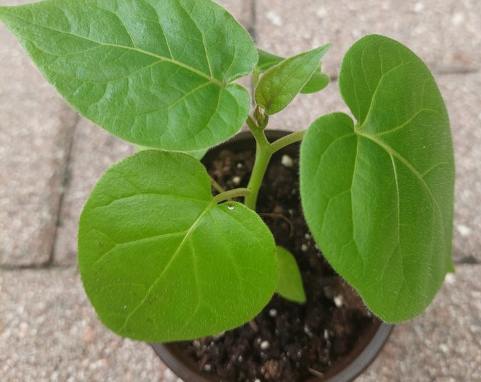Tamarillo (tomate De árbol, Tree Tomato Trees) Live Seedling Tree ...