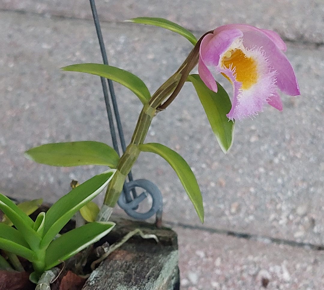 Dendrobium Loddigesii Variegated Rose Floral Scented Flowers Rooted ...